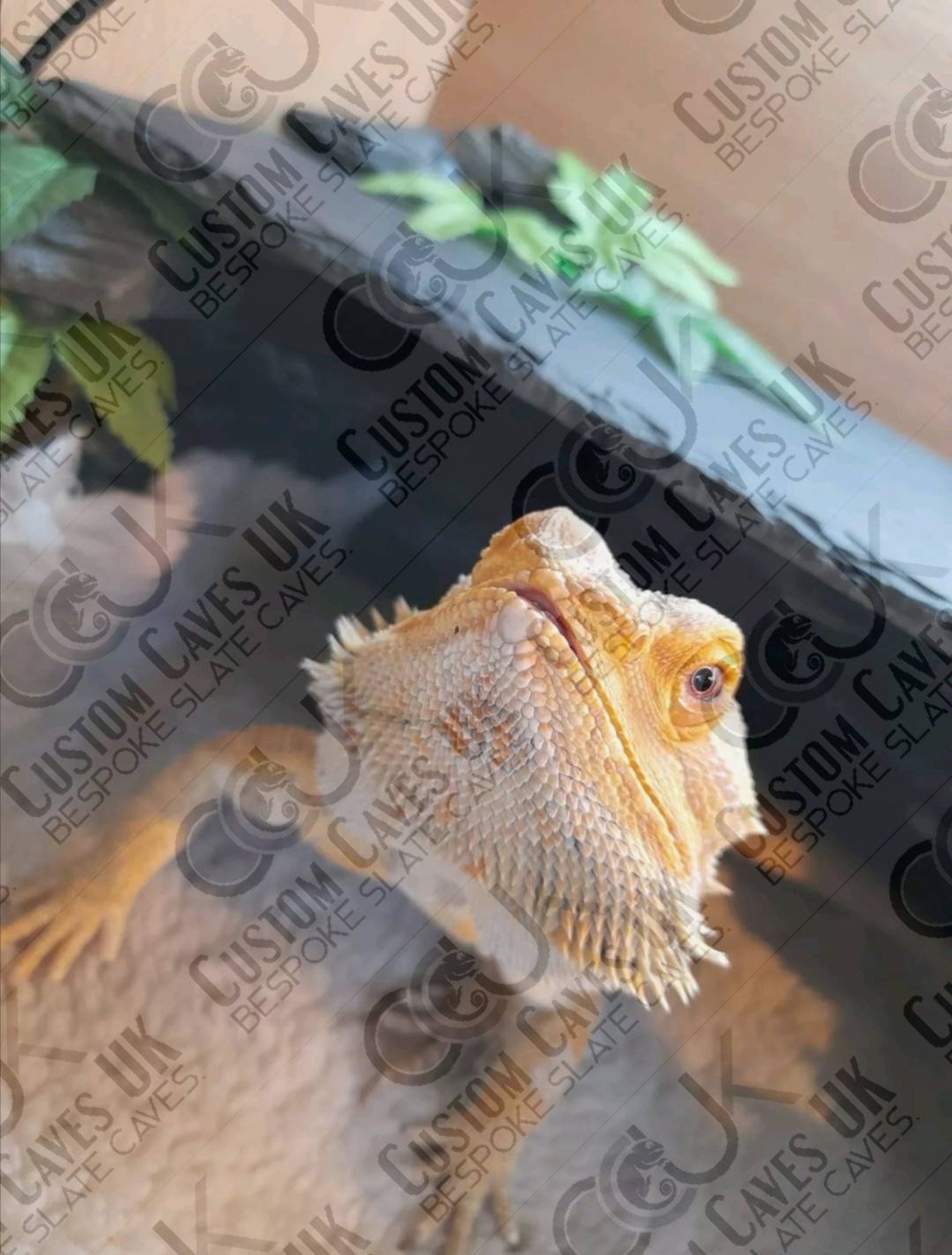 Bearded Dragon Natural Slate Hide With Basking Spot Prefect for Basking ...