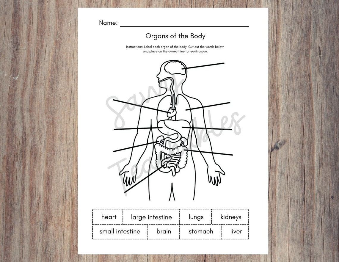 internal-organs-worksheet-teaching-resources-human-body-organs-my-xxx