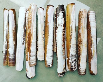 Razor Clam Shell - Etsy