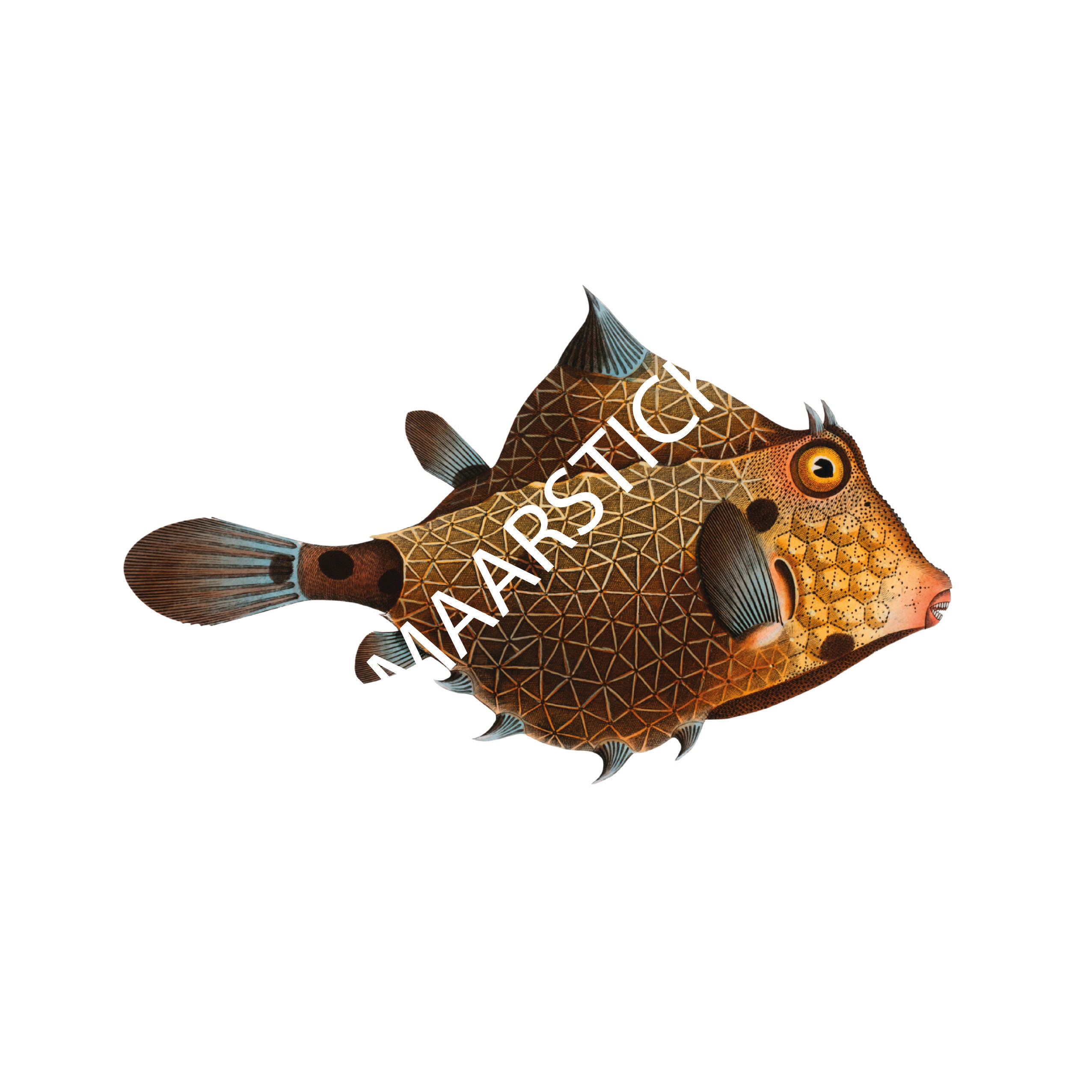 Tiles Stickers Tropical Fish 9 Stickers per Set for Bathroom - Etsy ...
