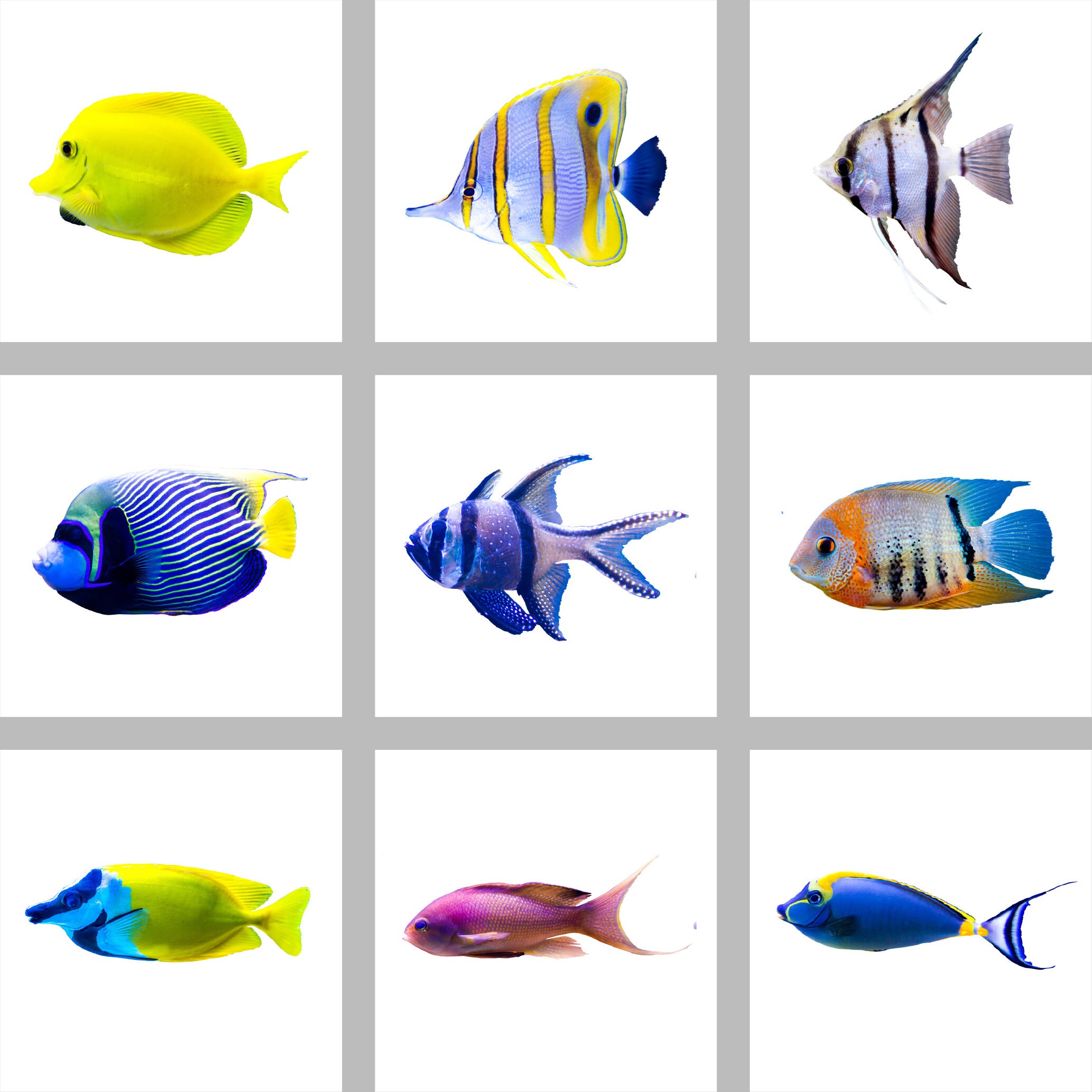 Tile Fish Pics Clipart