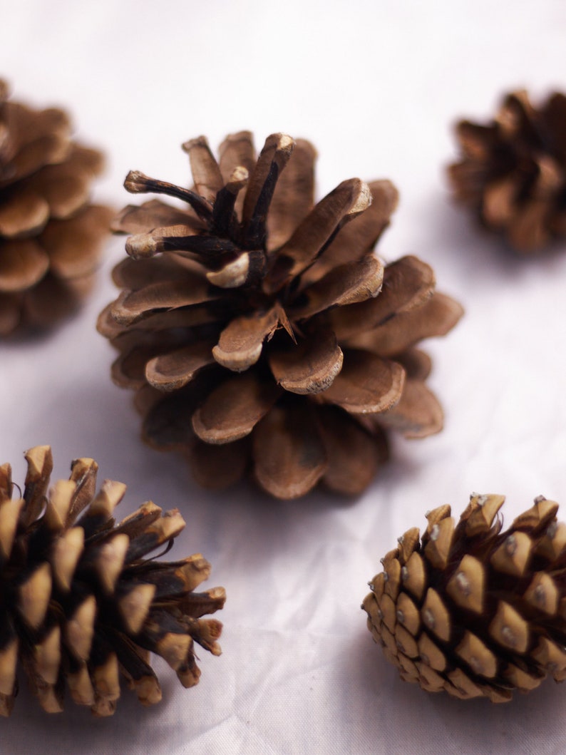 Dried Natural Pine Cones for DIY Crafts, Wedding Decor, Flower Projects ...
