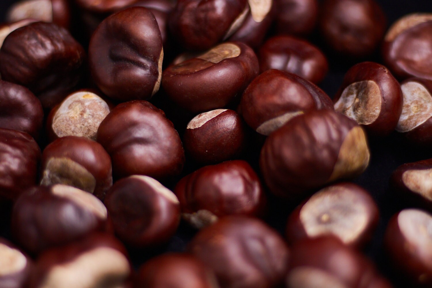 Horse Chestnuts, Real Dried Chestnuts, Set of 35 Chestnuts - Etsy