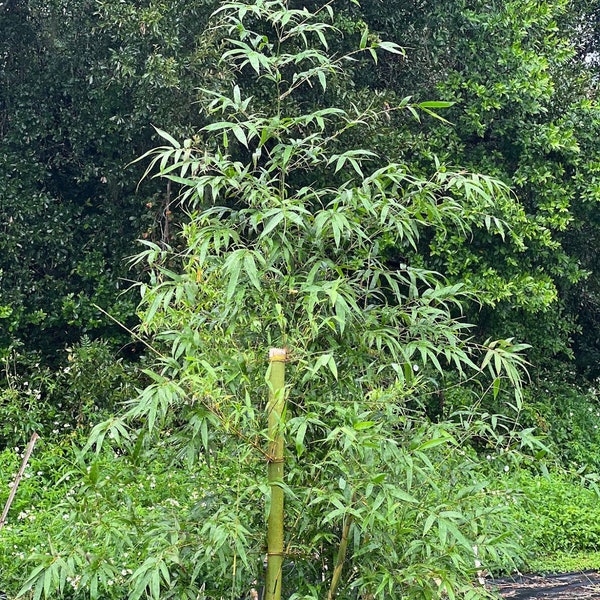 Clumping Bamboo - Etsy