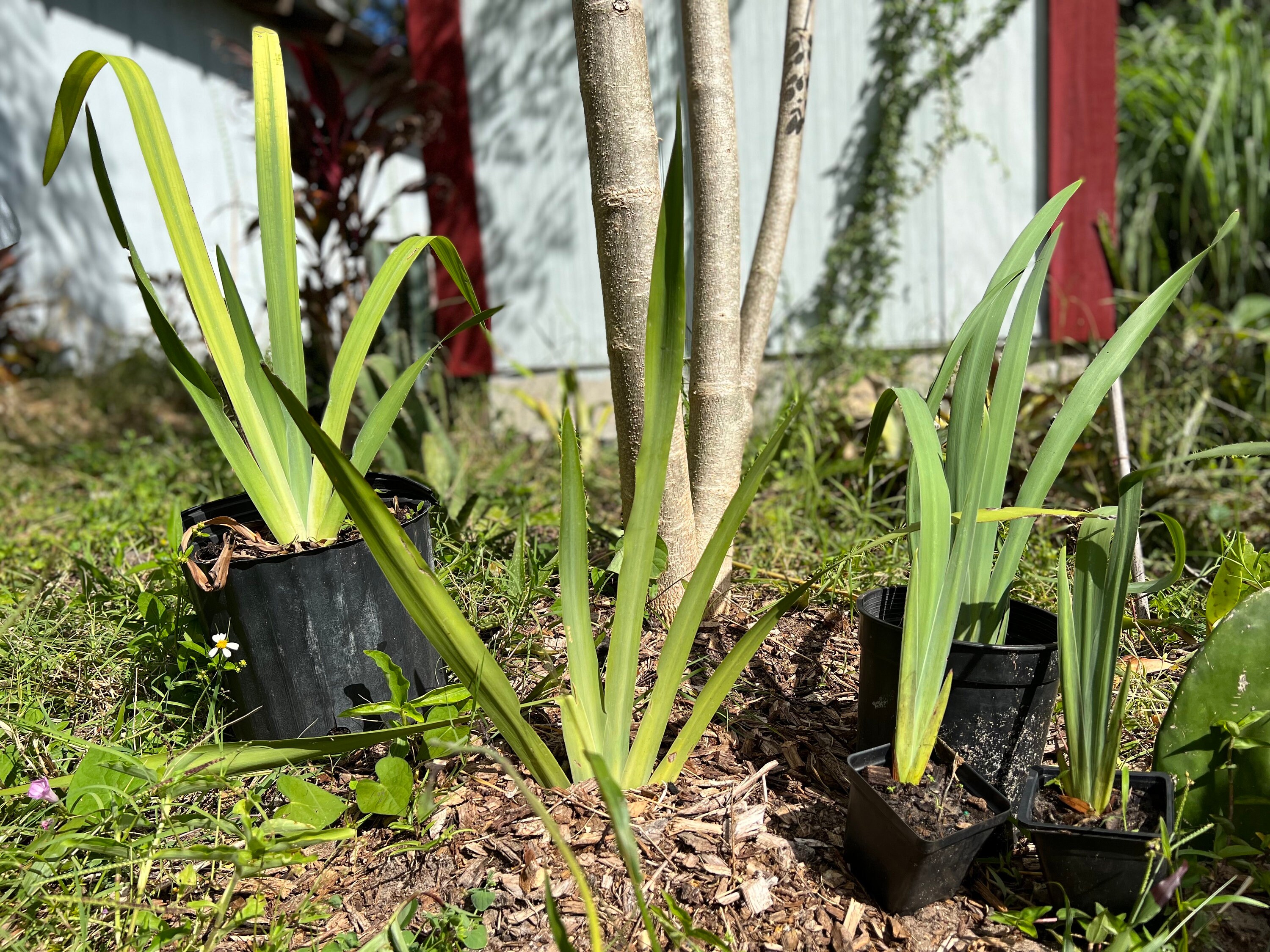 Giant Iris Lily - Etsy