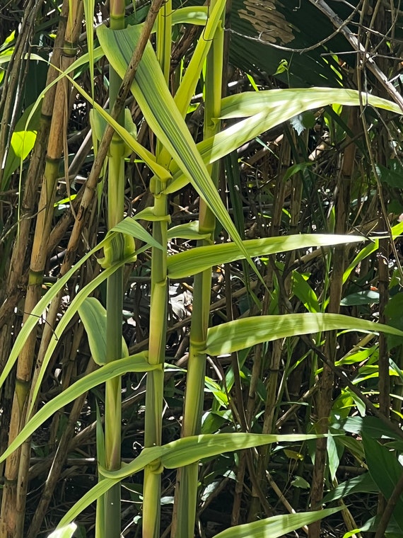 Oasis Bamboo Tropical Nursery