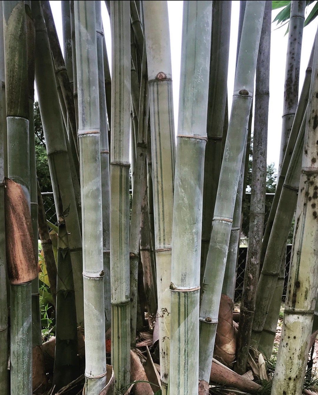 Angel Mist Ghost Bamboo 2GAL Live Plant - Etsy