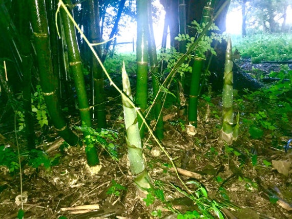 Clone X Timber Bamboo Valued Division - Etsy