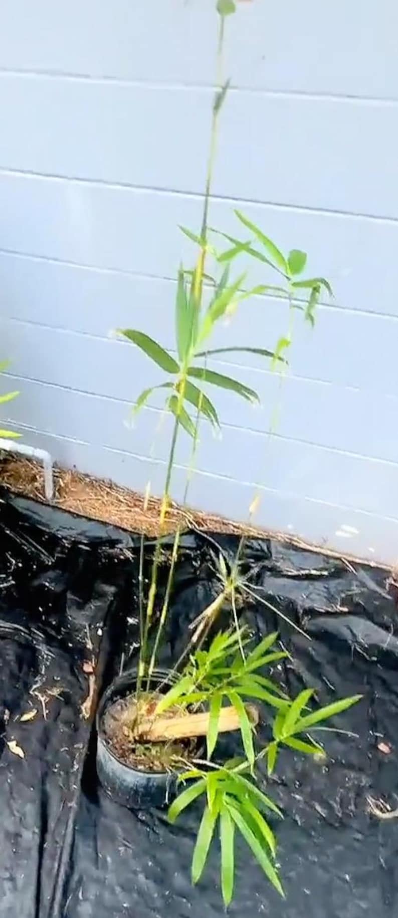 Bambusa Vulgaris | Tropical Timber Bamboo - Etsy