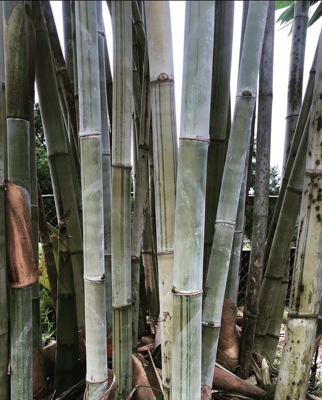 Angel Mist Bamboo Dendro. Minor 'amoenus' 3gal Plant - Etsy