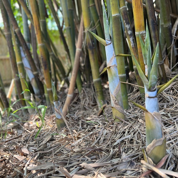 Blue Bamboo Plant - Etsy