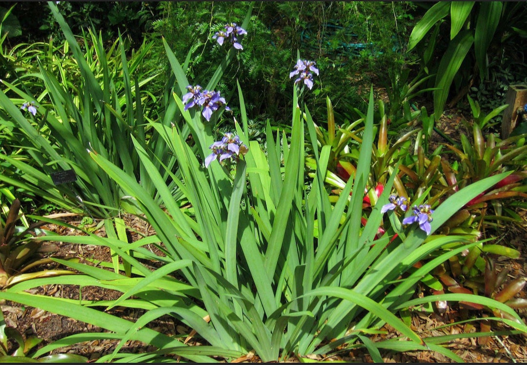 Giant Iris Lily - Etsy