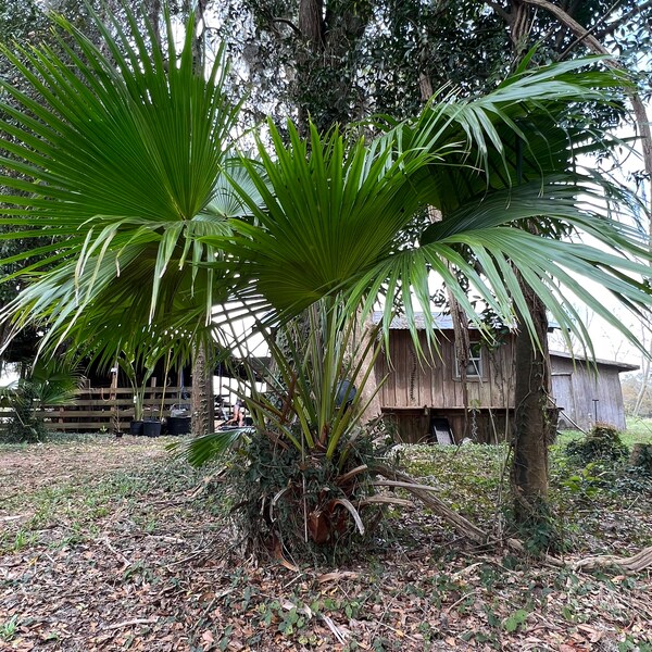 Fan Palm - Etsy
