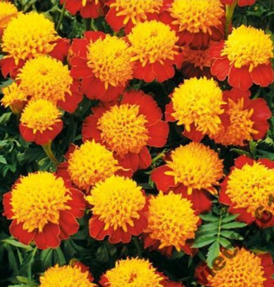 Flower Seeds | Choose Yours in Section LIST - Etsy