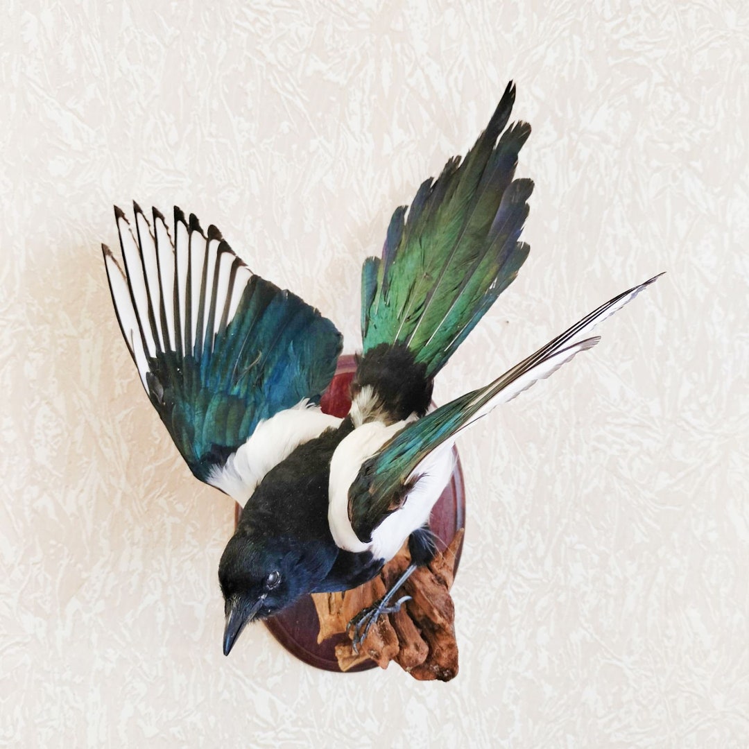 Taxidermy Real Magpie Bird Crow Real Wall Stuffed Animal Pica Pica ...