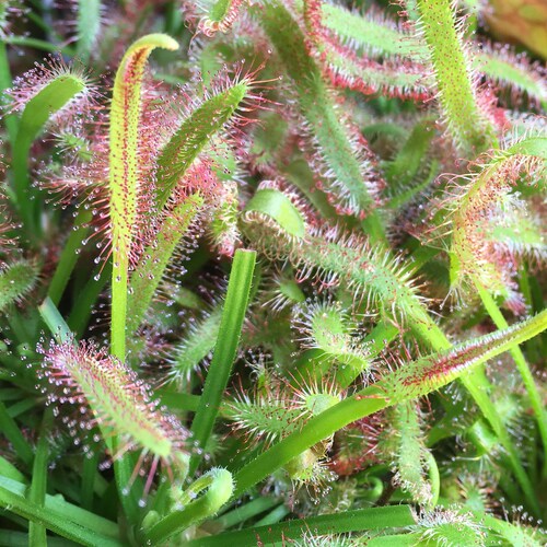 Drosera Prolifera-live Carnivorous Plant - Etsy