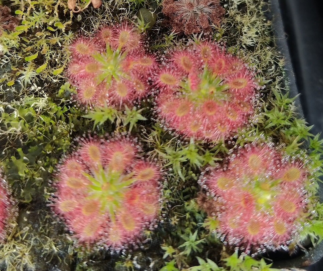 Drosera Paleacea Live Potted Pygmy Sundew - Etsy