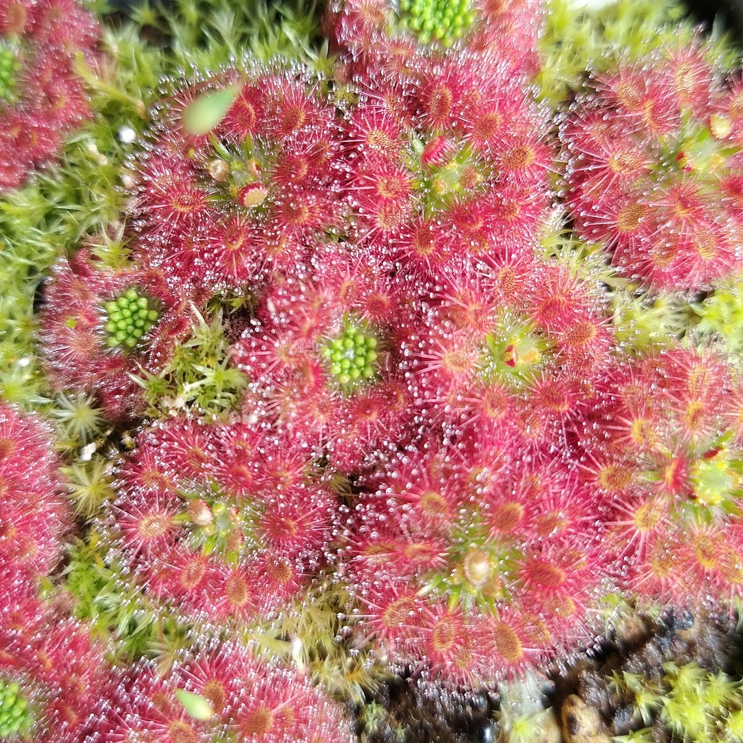Drosera Paleacea Gemmae - Live Rare Pygmy Sundew - Etsy