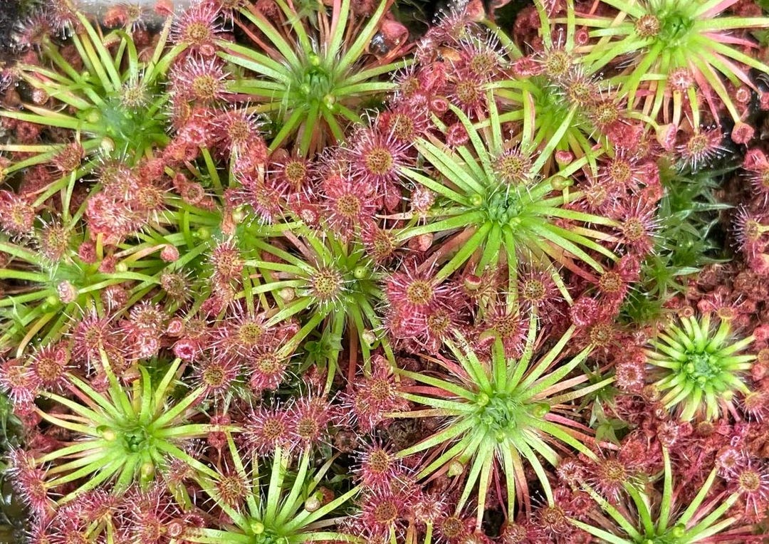 Drosera Pygmaea Gemmae - Live Carnivorous Plant - Etsy