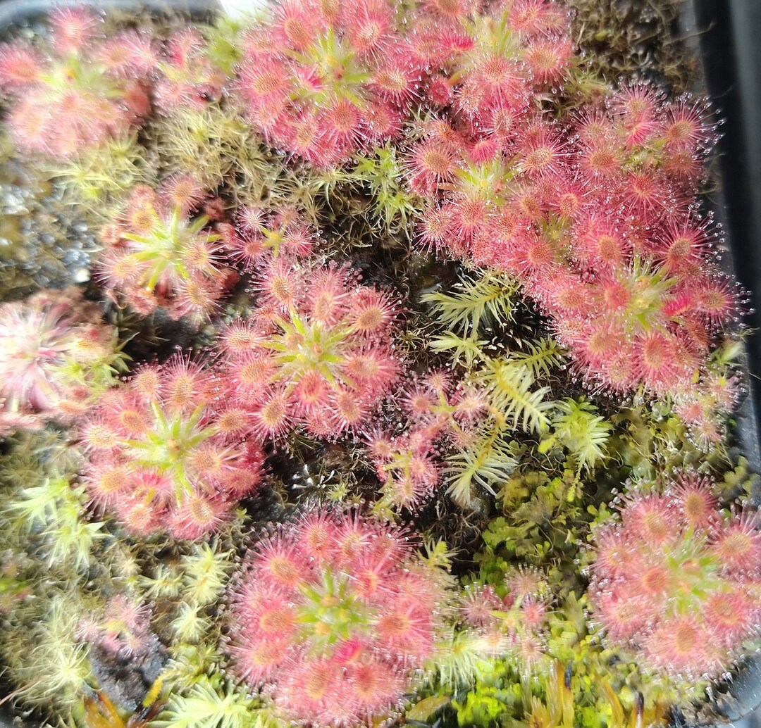Drosera Roseana Carnivorous Plant - Live Potted Pygmy Sundew - Etsy