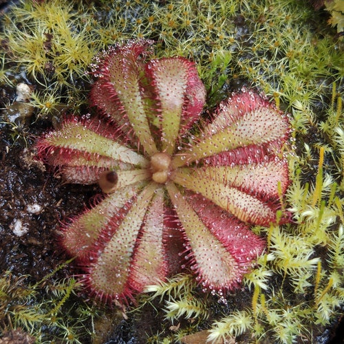 Drosera Adelae Potted Live Rare Carnivorous Plant Bug - Etsy
