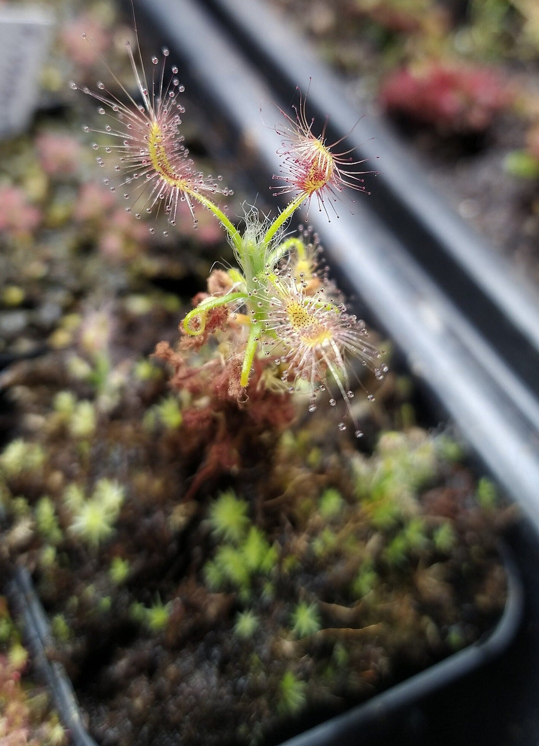 Drosera Scorpioides Potted Pygmy Sundew Rare Live Carnivorous Plant - Etsy