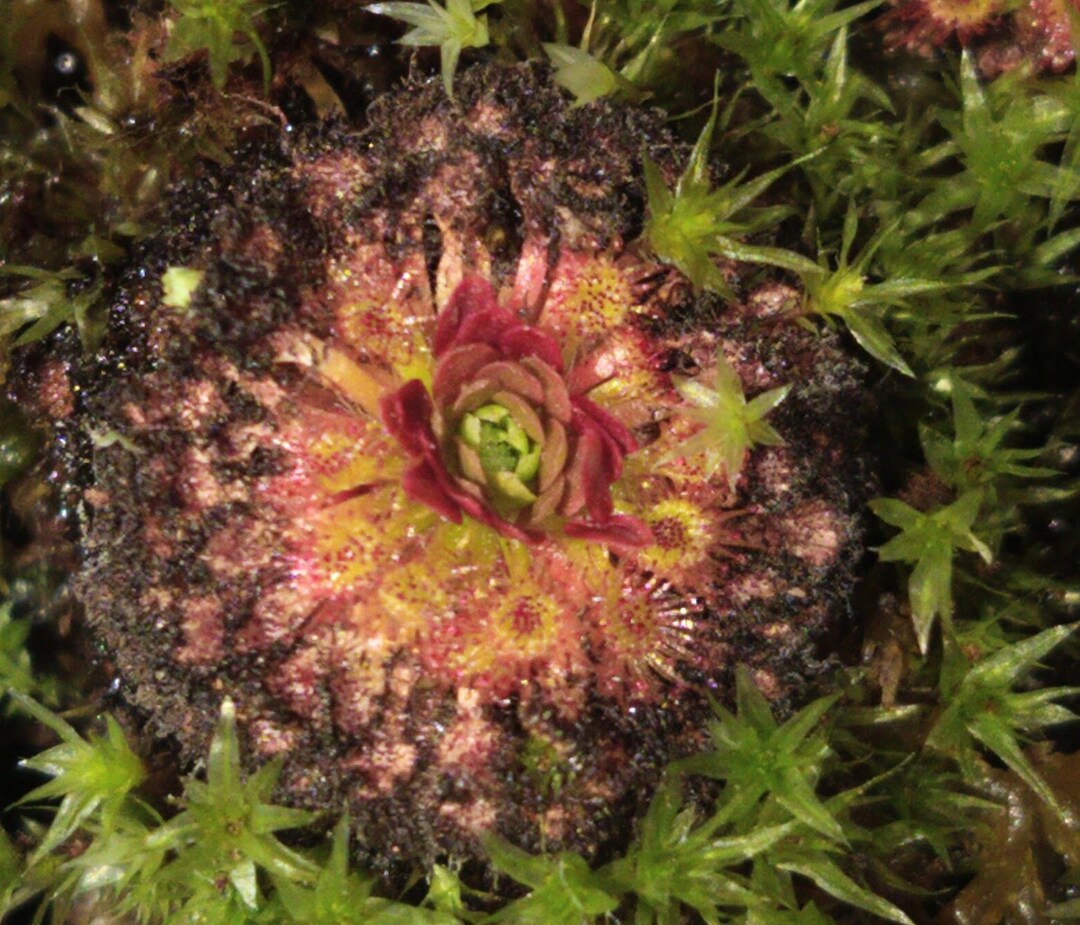 Drosera Nitidula Gemmae - Live Carnivorous Plant - Etsy