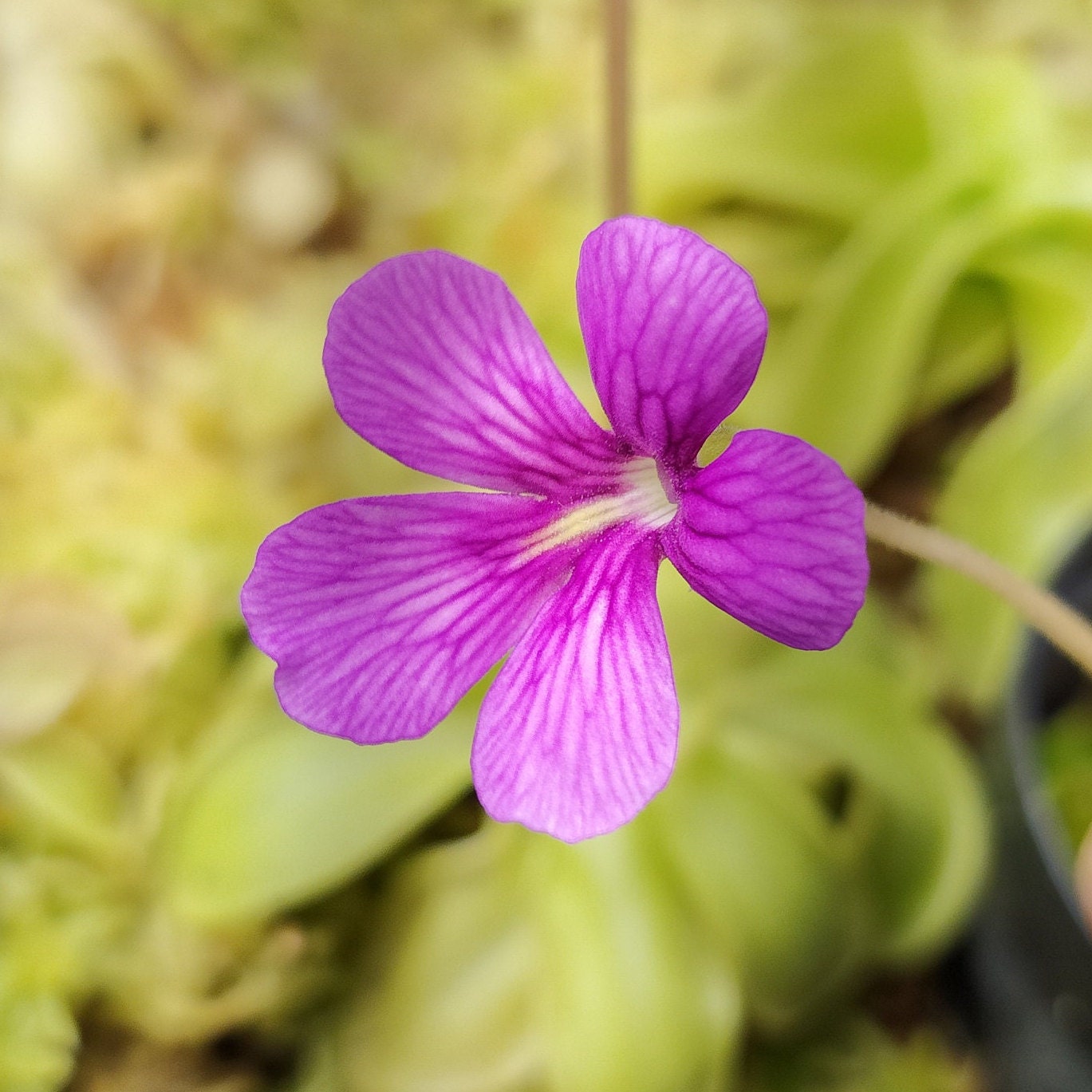 Pinguicula Emarginata X kewensis Butterwort - Etsy