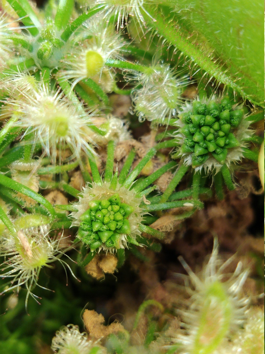 Drosera Scorpioides Gemmae - Live Rare Pygmy Sundew - Etsy