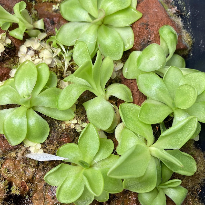 Butterwort Plant Seed - Etsy