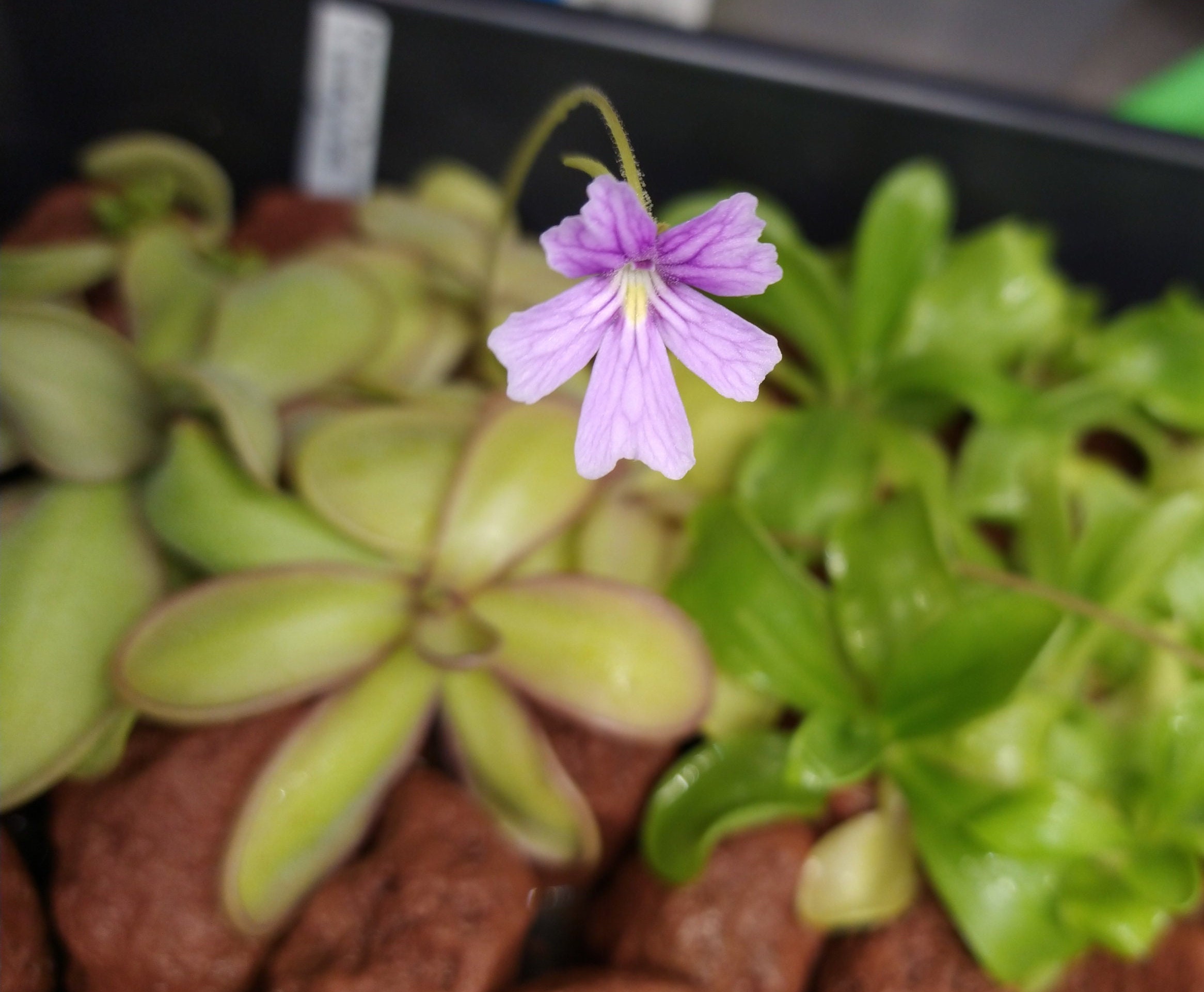 Pinguicula moranensis Var. Alba molongo X - Etsy