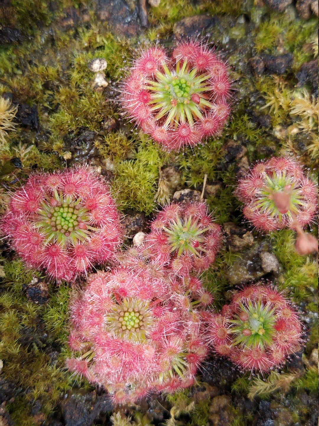 Drosera Micrantha "cranbrook" Gemmae - Live Carnivorous Plant - Etsy