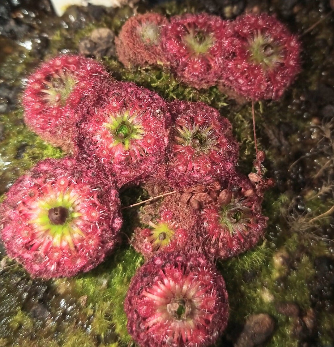 Drosera Carbarup Gemmae - Live Rare Pygmy Sundew - Etsy