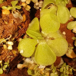 Pinguicula moranensis Var. Alba molongo X - Etsy