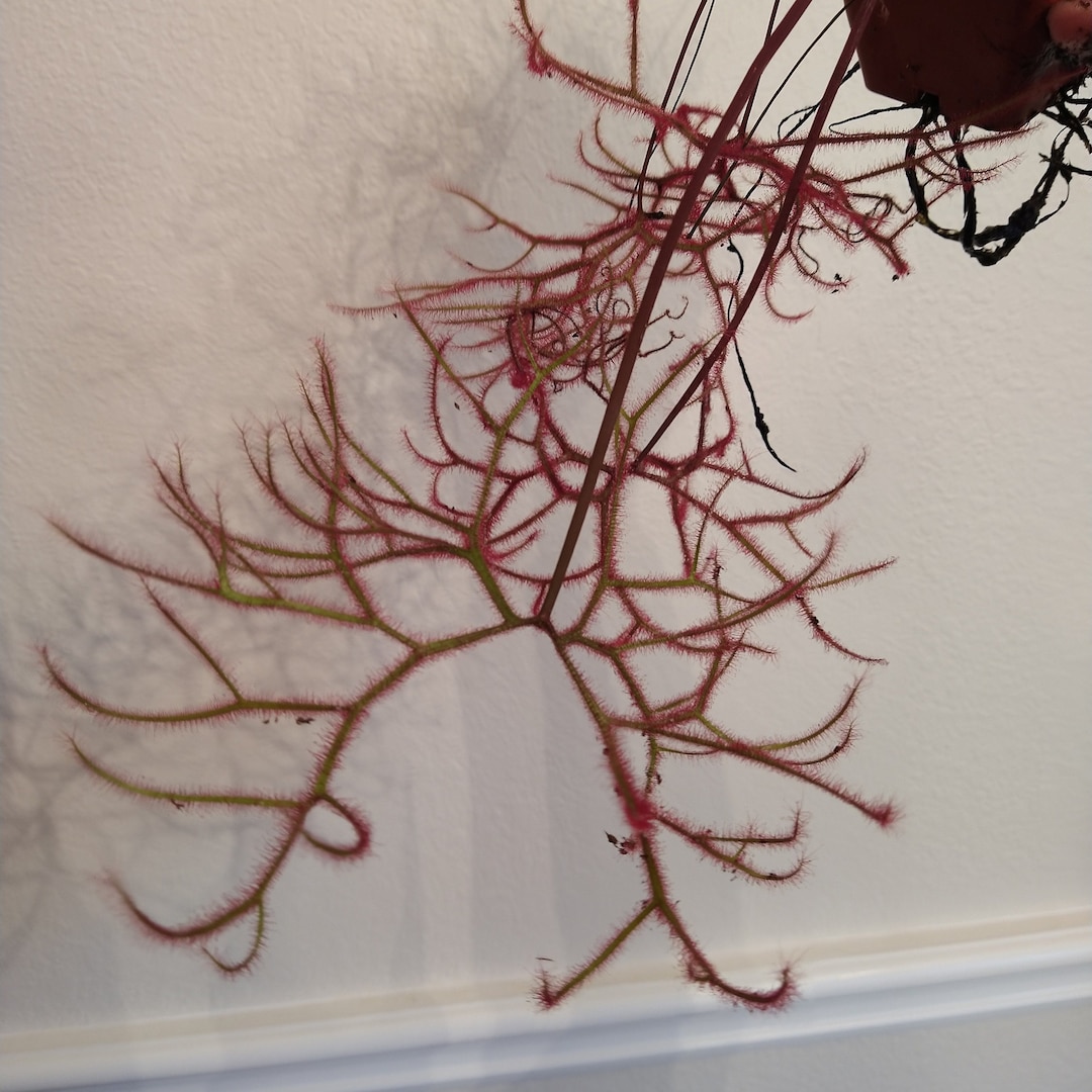 Drosera Binata Var. Multifida "extrema" - Potted Live Rare Carnivorous ...