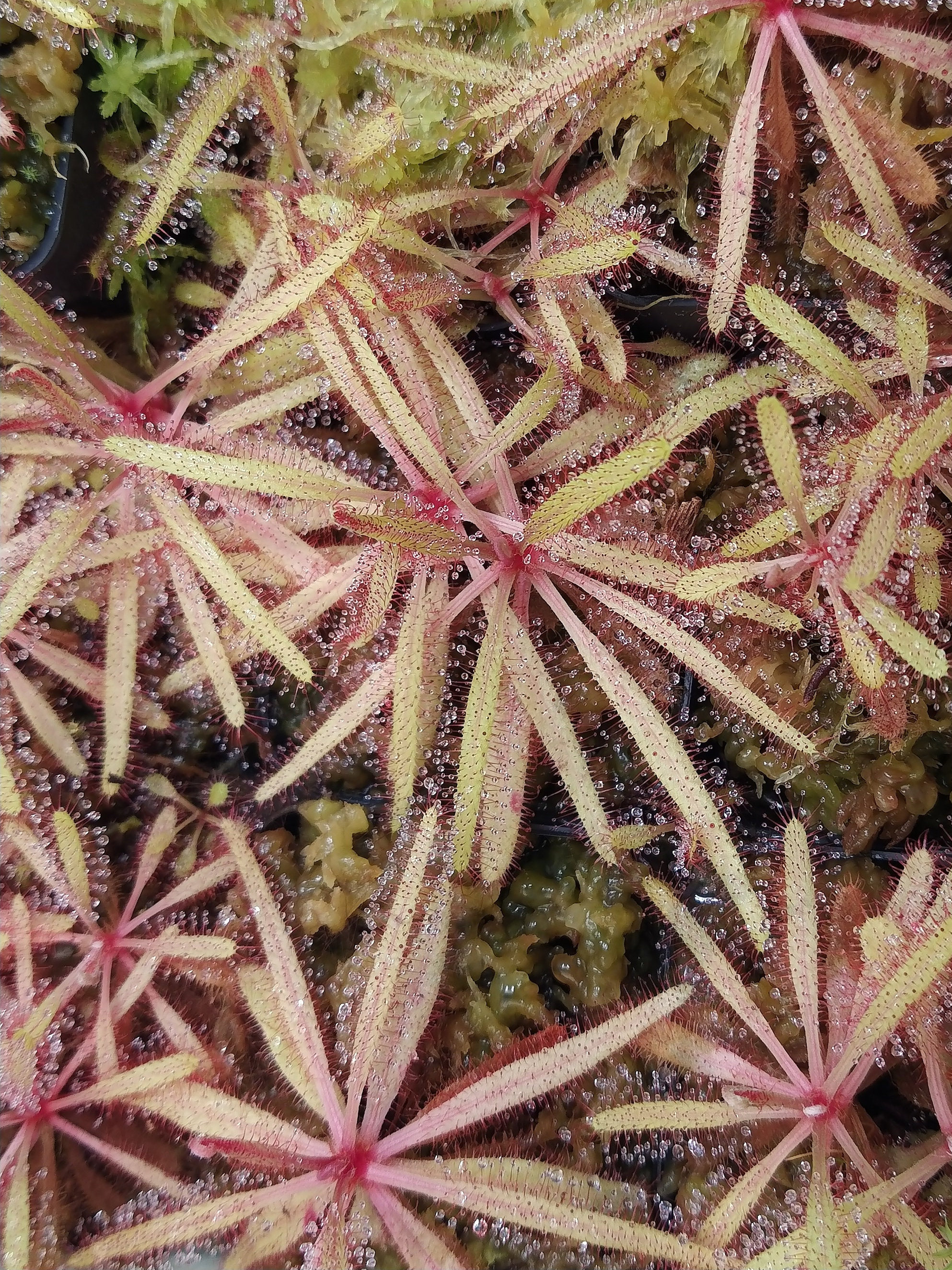 Drosera Adelae Potted Live Rare Carnivorous Plant - Bug Catcher - Etsy