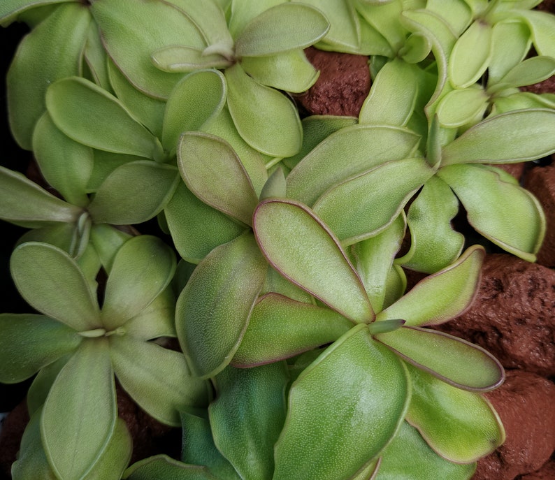 Pinguicula moranensis Var. Alba molongo X - Etsy