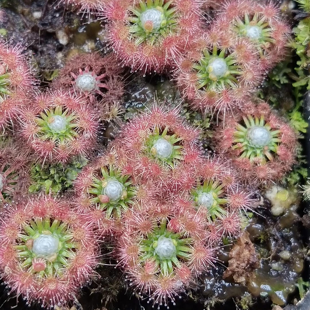 Drosera Pycnoblasta - Live Potted Pygmy Sundew Plant - Etsy