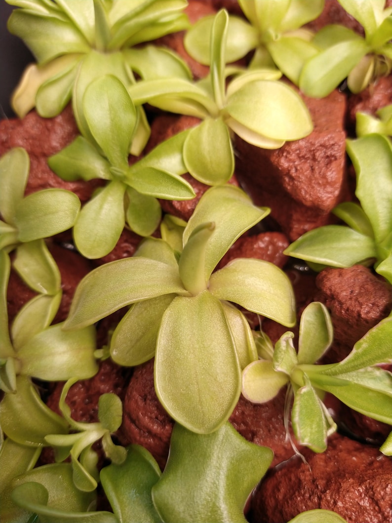 Pinguicula [moranensis Var. Alba "molongo" X Emarginata "zacapoaxtla ...