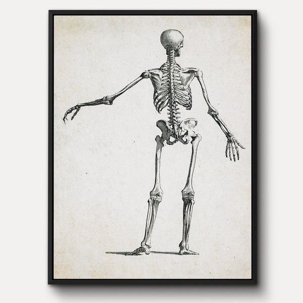 Skeleton Vintage - Etsy