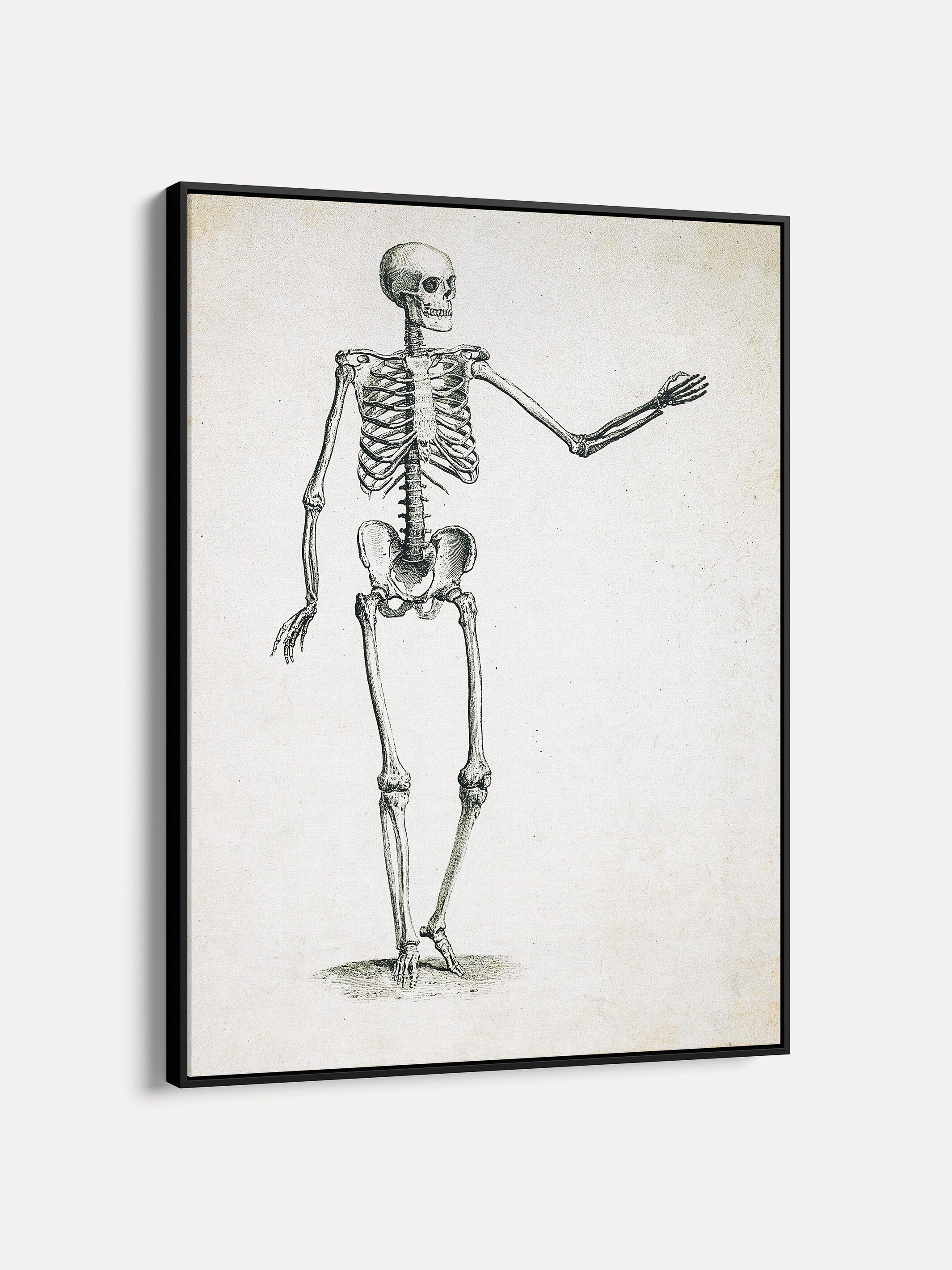Human Skeleton 2 WALL ART Fun and Quirky Human Skeletons, Vintage ...