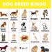Dog Breed Bingo, Animal Bingo for Kids - Etsy