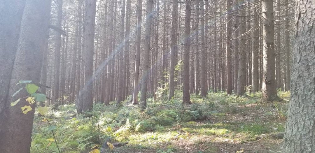 Splendid Forest - Etsy