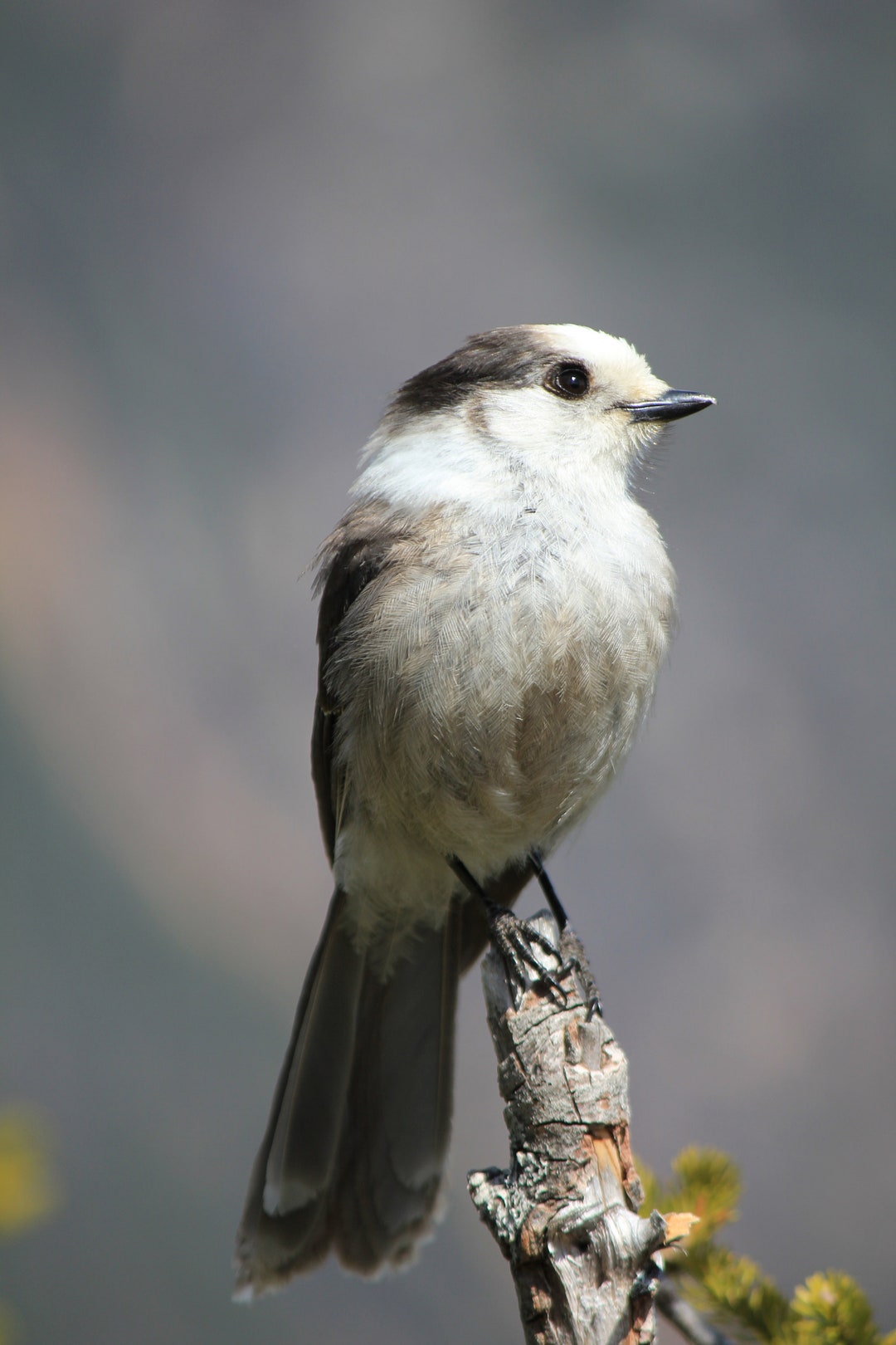 Grey Jay Canvas - Etsy