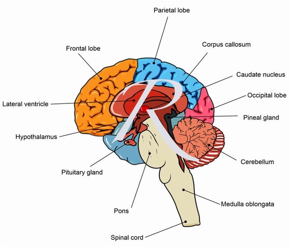 Brain Diagram | Etsy