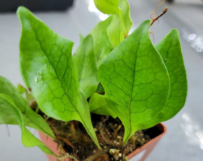 Microsorum Linguiforme, Terrarium Fern, US Seller - Etsy