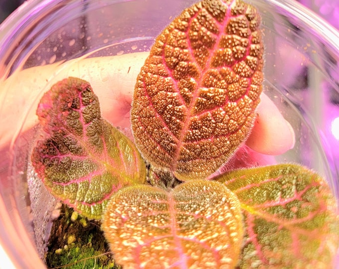 Episcia 'dixie Dynamite', Terrarium Gesneriad With Gorgeous Flowers! - Etsy