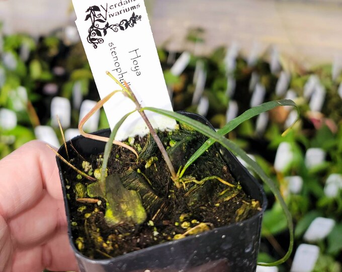 Hoya Stenophylla, Rare Established Plant in 2" Pot, US Seller - Etsy