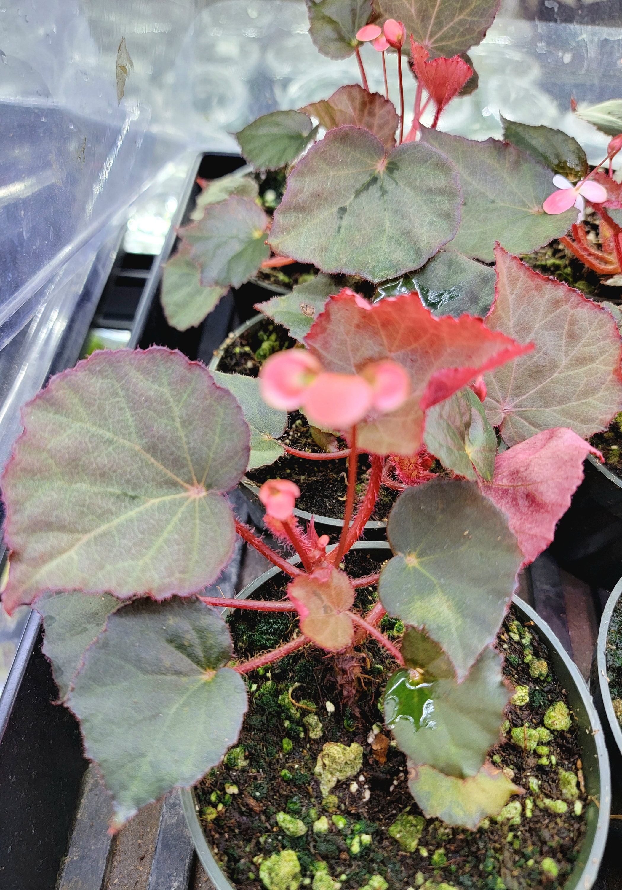 Begonia Plant Dying Clipart
