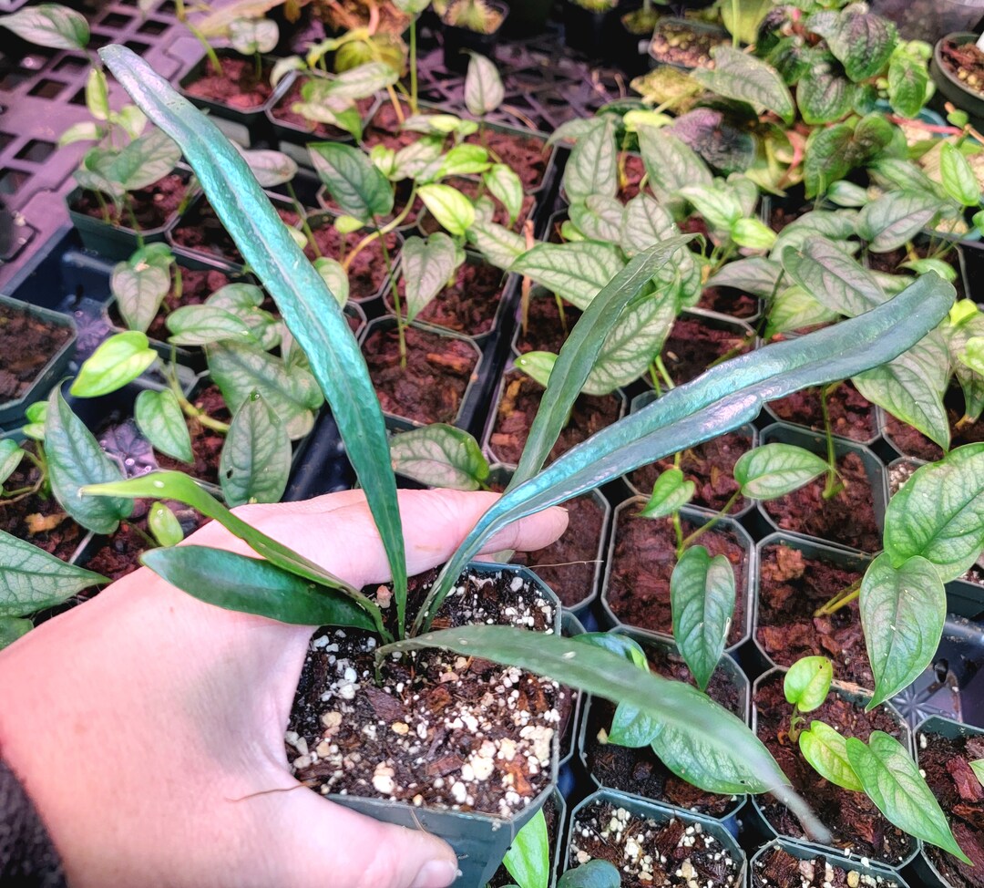 Microsorum Thailandicum, Rare Tropical Metallic Blue Oil Fern, US ...